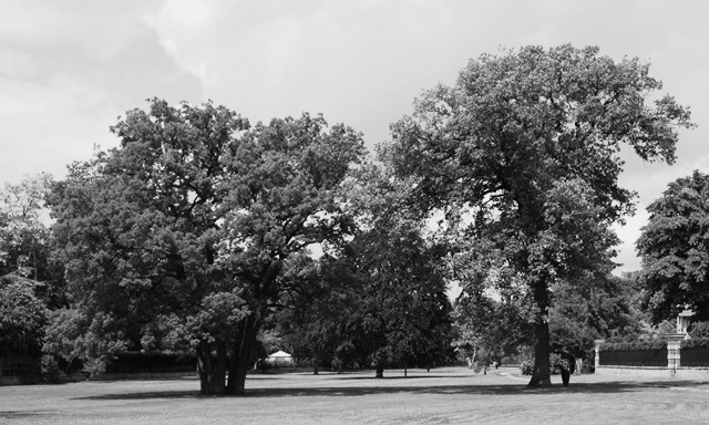 Les chênes séculaires du Vésinet